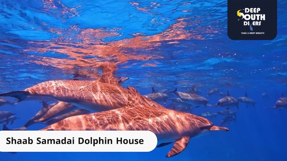 Shaab Samadai, the Red Sea Dolphin House
