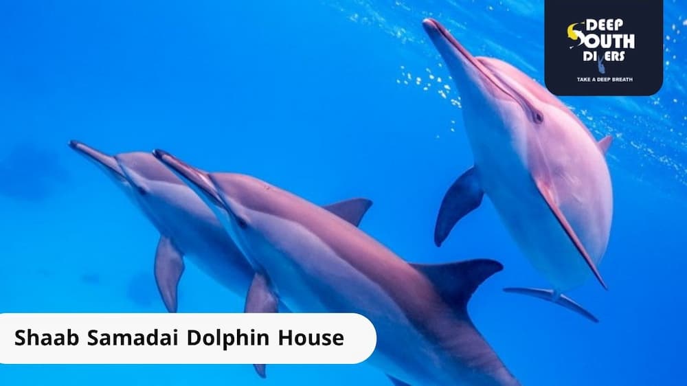 Shaab Samadai, the Red Sea Dolphin House