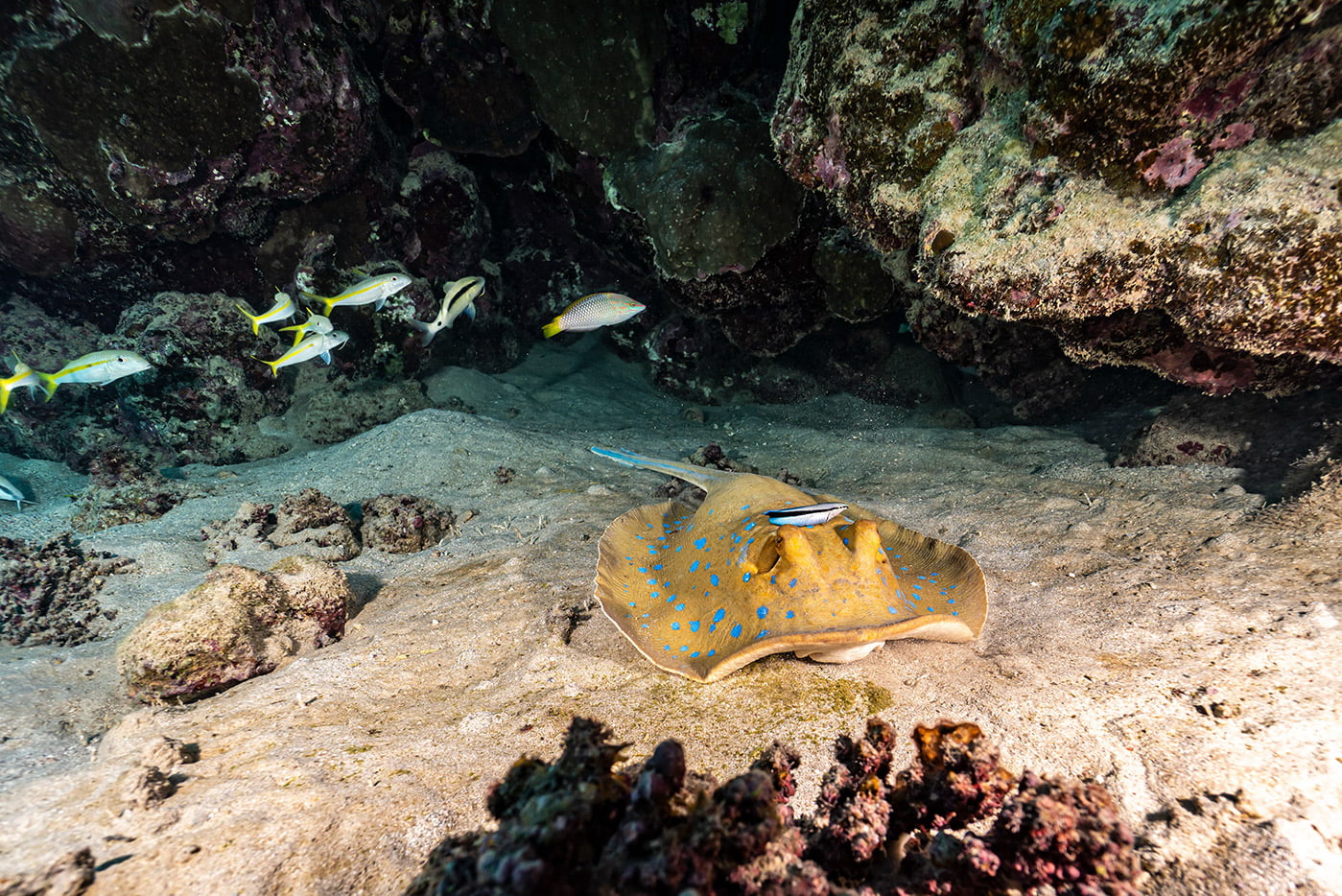 Marsa Egla: A Shore Dive Paradise