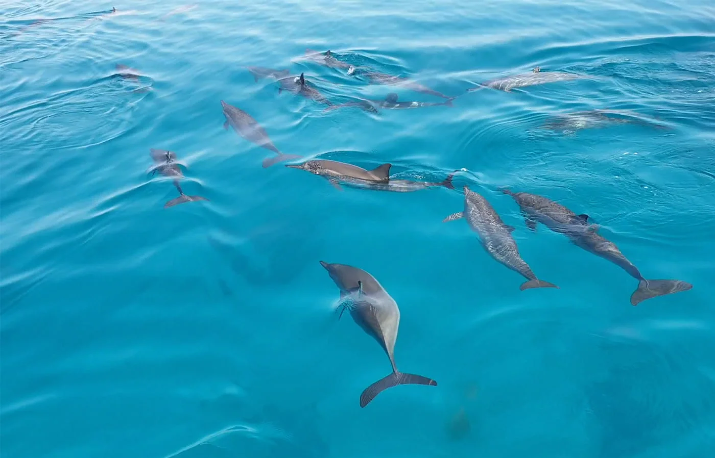 Shaab Samadai, the Red Sea Dolphin House