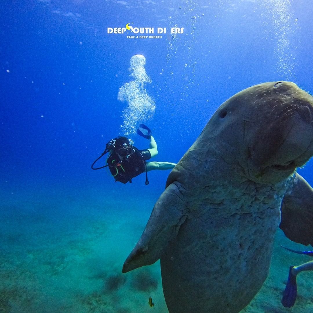 Gallery - Deep South Divers