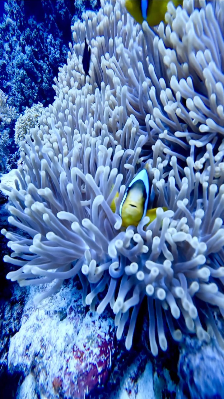 Marsa Alam Diving Center | Deep South Divers