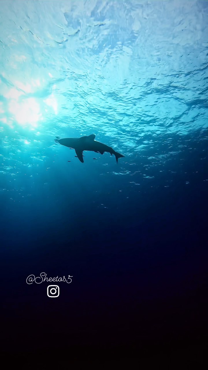 Gallery - Deep South Divers