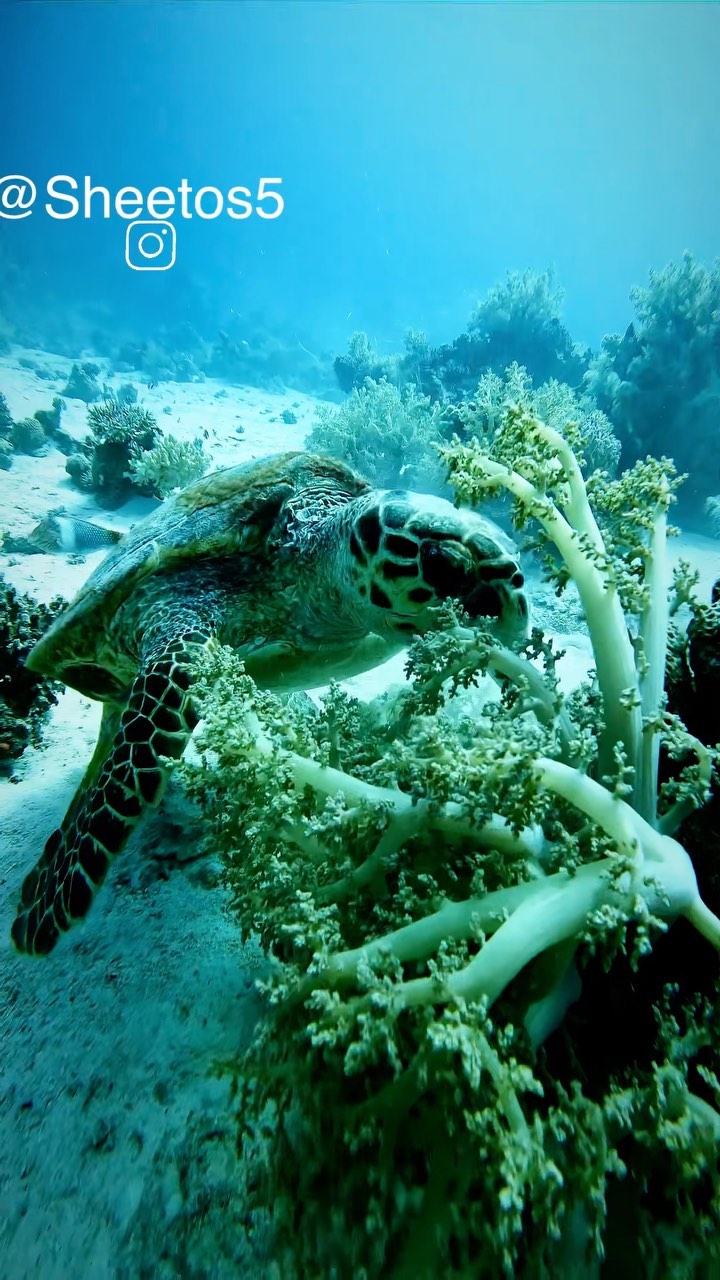 Gallery - Deep south divers