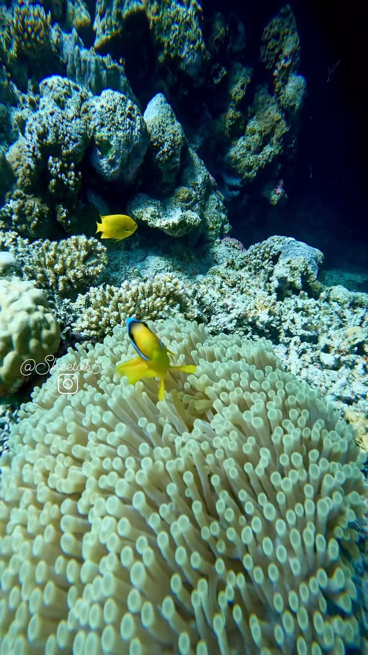 Gallery - Deep South Divers