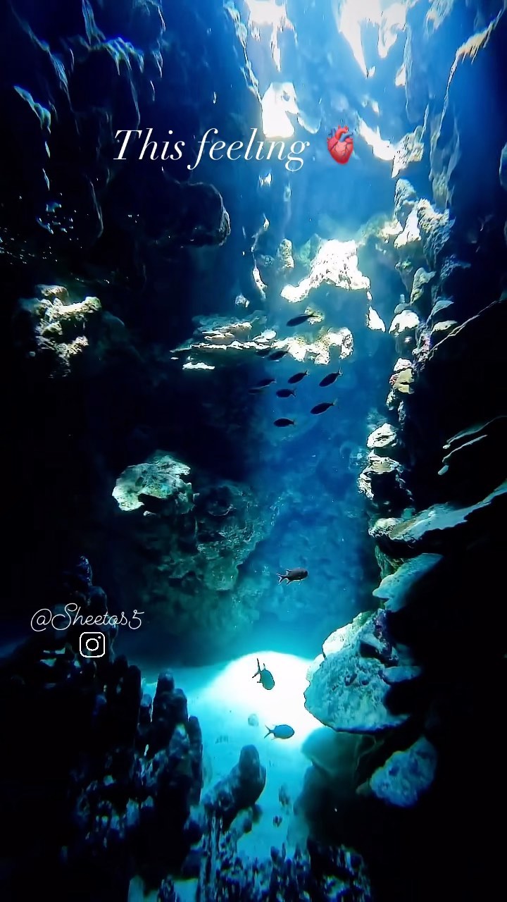 Gallery - Deep South Divers