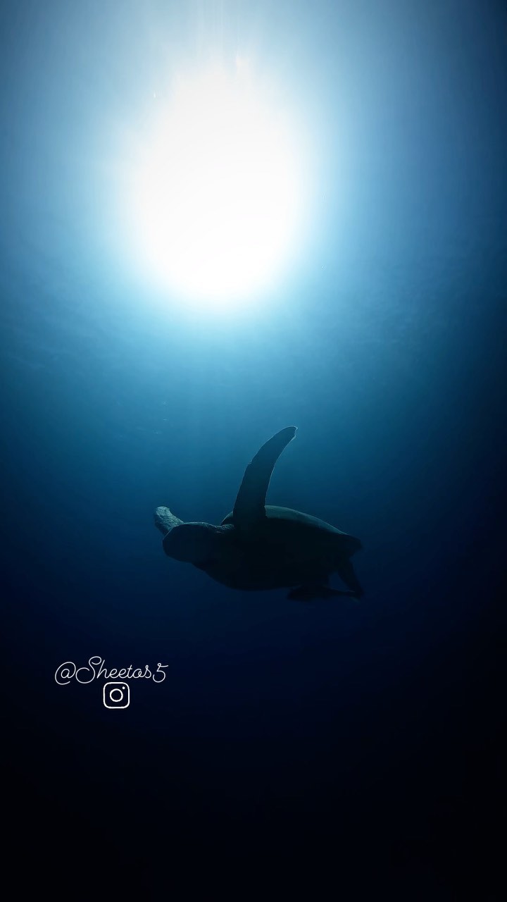 Gallery - Deep South Divers