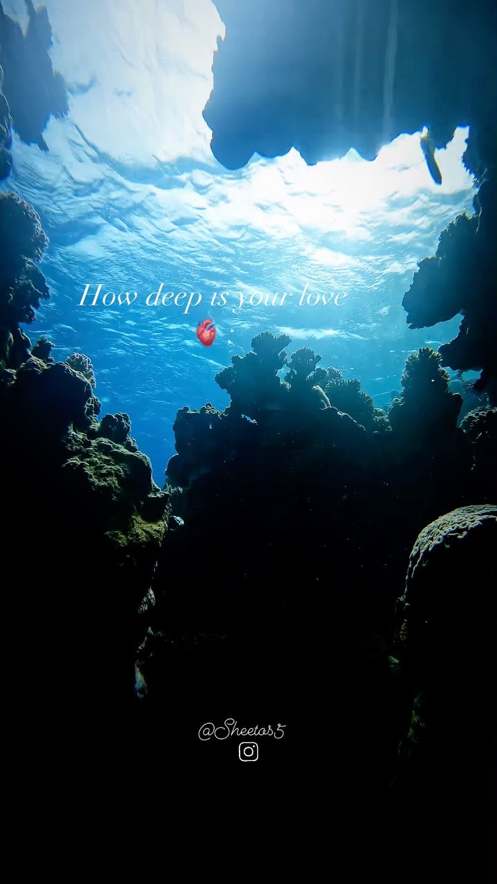 Gallery - Deep South Divers