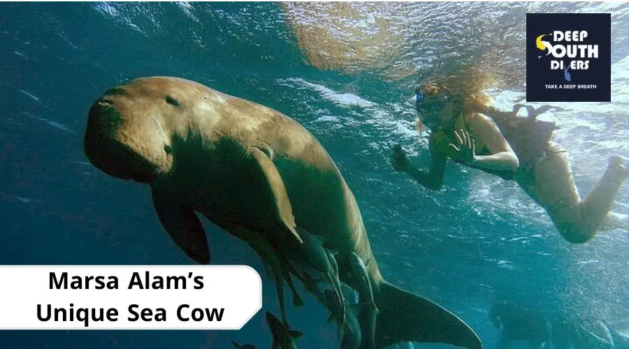 Wyjątkowa krowa morska Marsa Alam