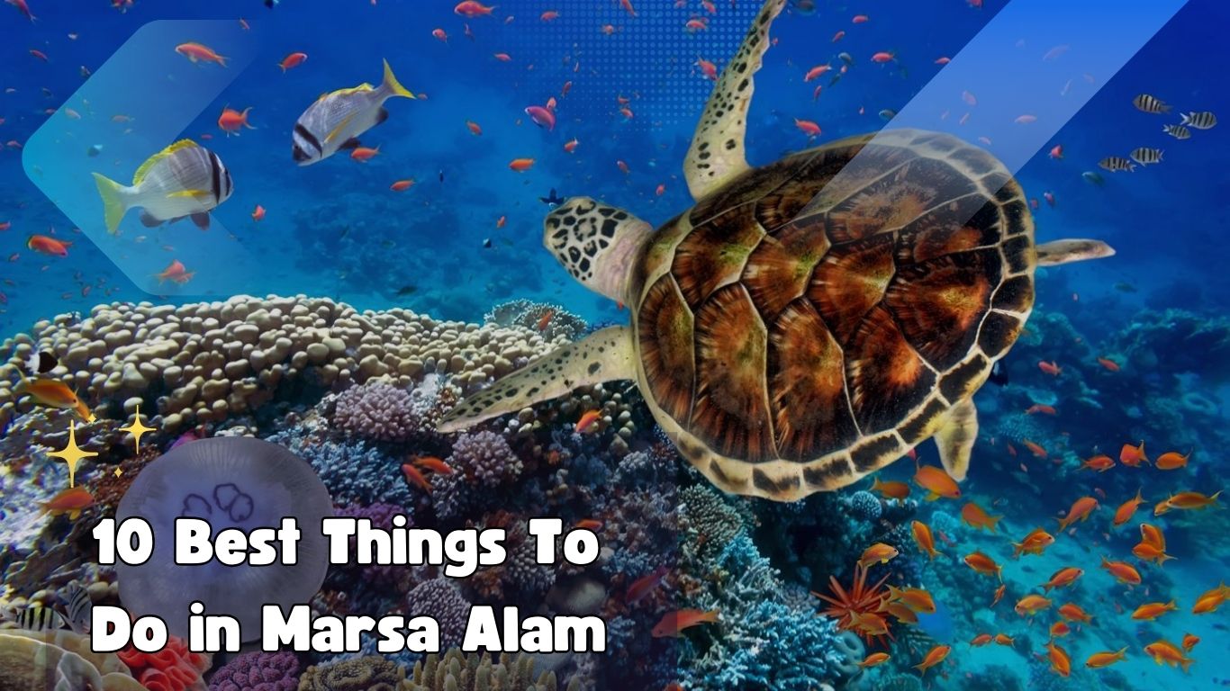 10 Best Things To Do in Marsa Alam: A Diver’s Paradise