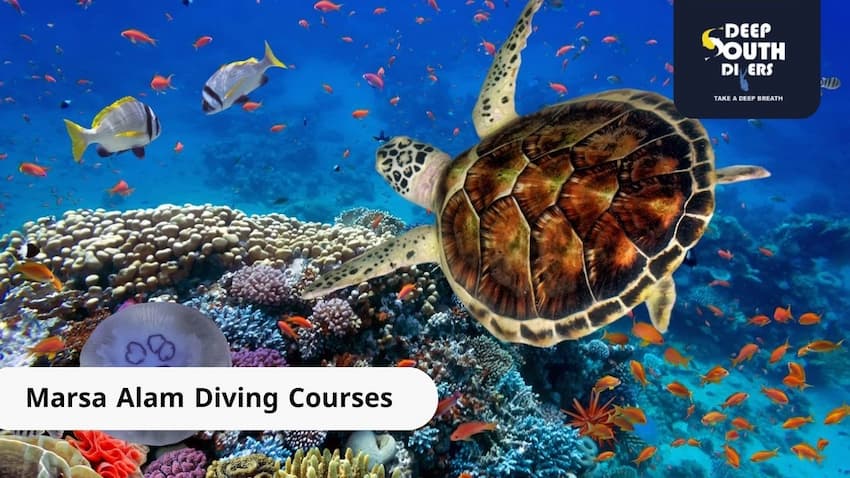 Marsa Alam Diving Courses | Deep south divers