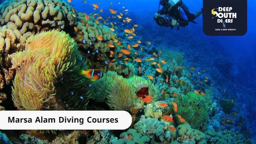Marsa Alam Diving Courses | Deep south divers