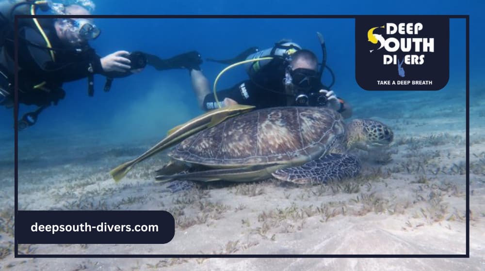 Utopia Beach House Reef South: A Pristine Diving Haven