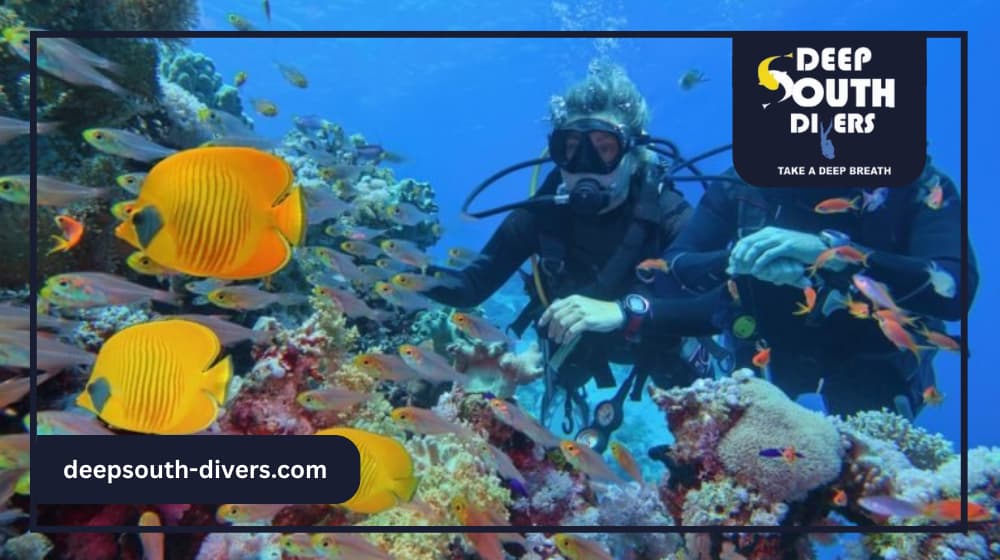 Shaab Nakari Dive Tour – Marsa Alam’s Hidden Coral Paradise