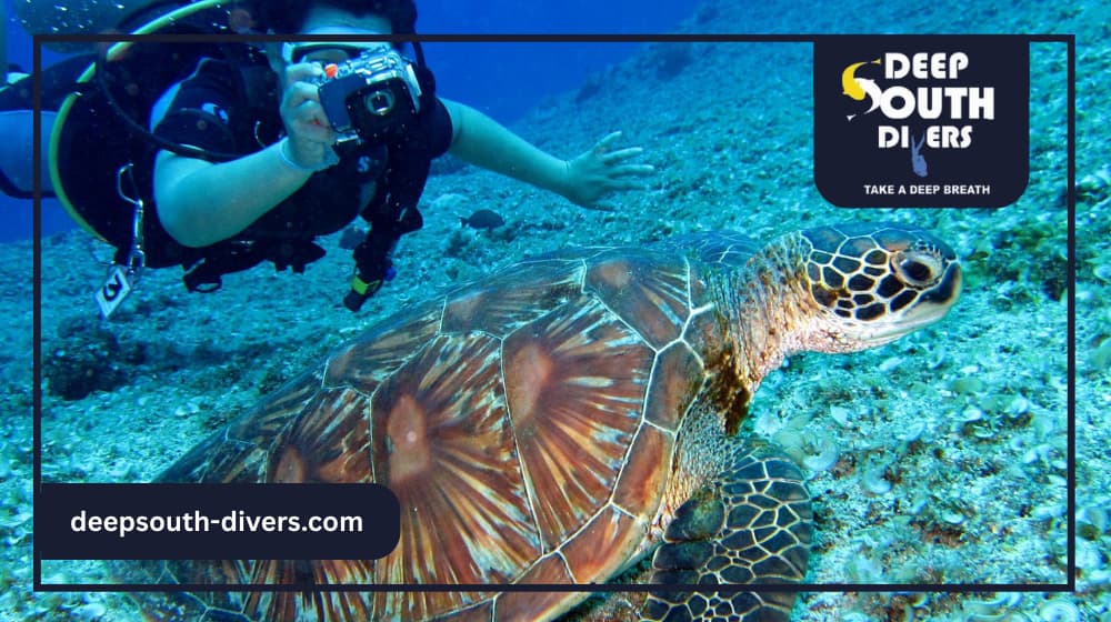 Zerib Kebir: Unveiling El Quseir’s Hidden Gem for Scuba Divers